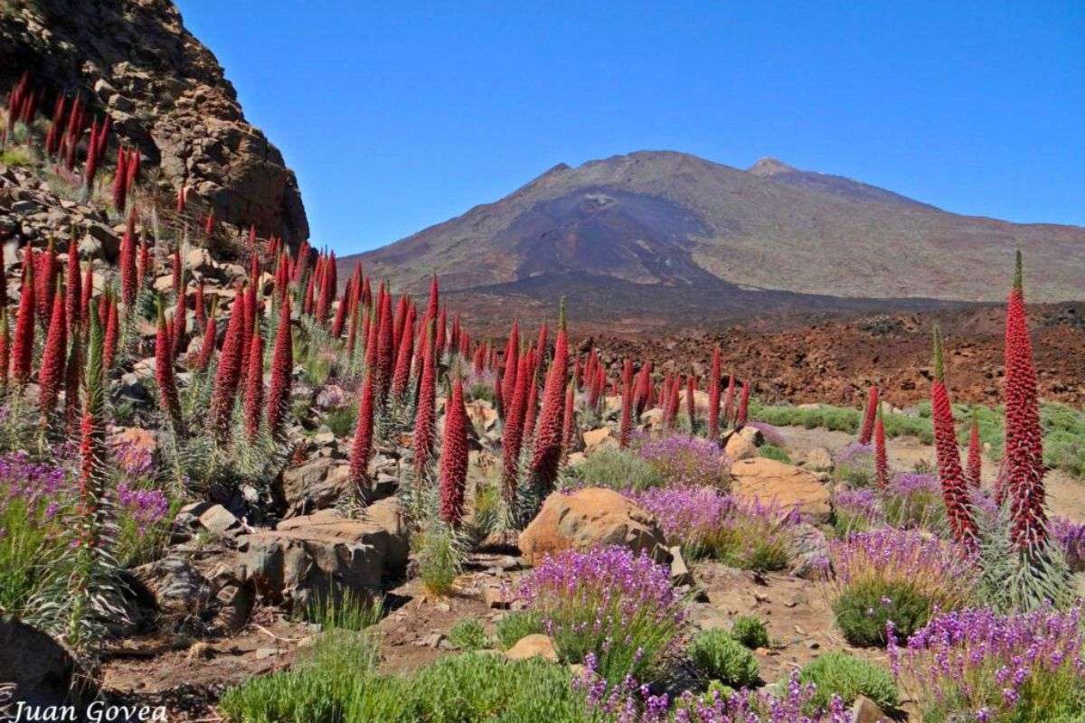 Tenerife Island: Exploring the beauty of the island