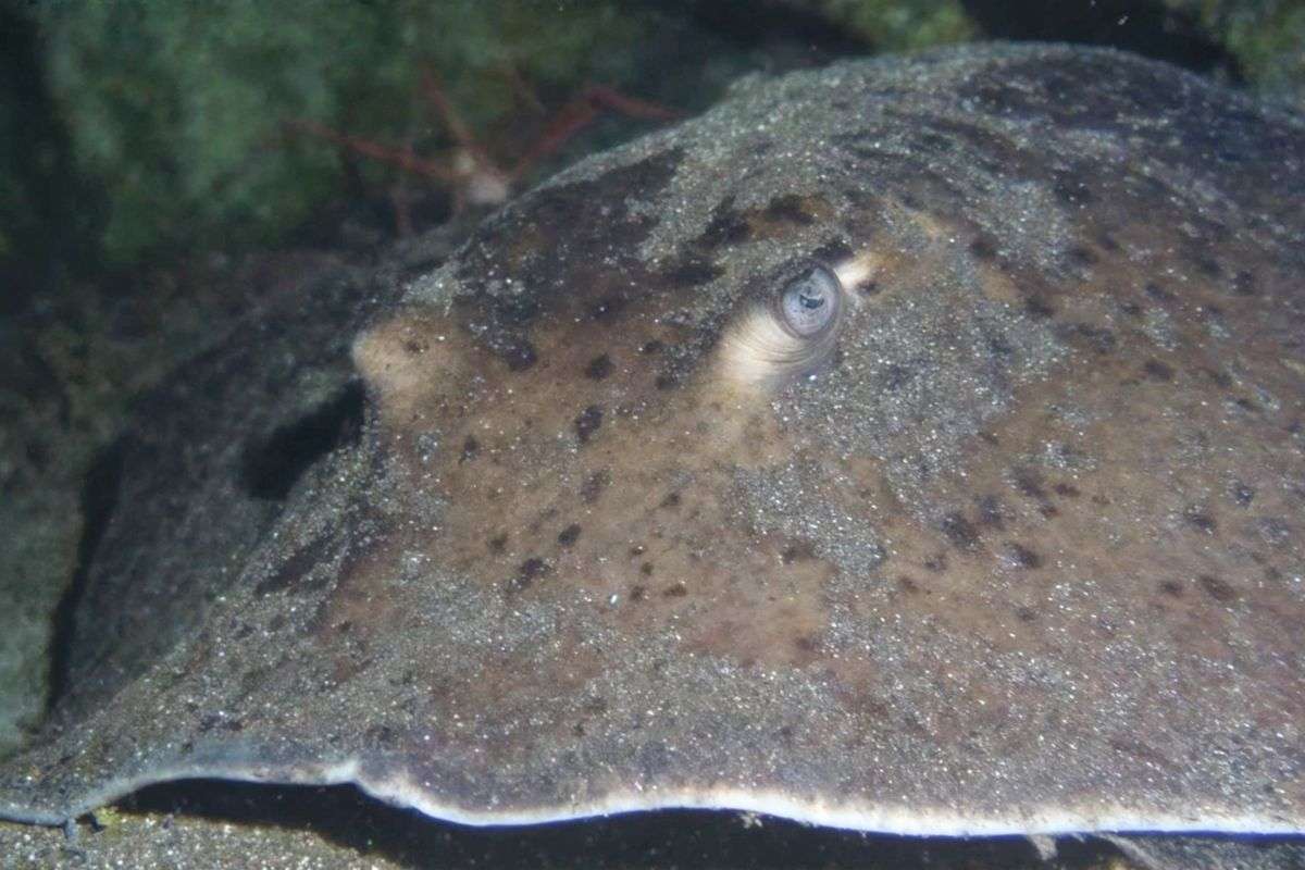 Descubre el Misterioso Pez Chucho: La Maravilla Submarina de las Islas ...