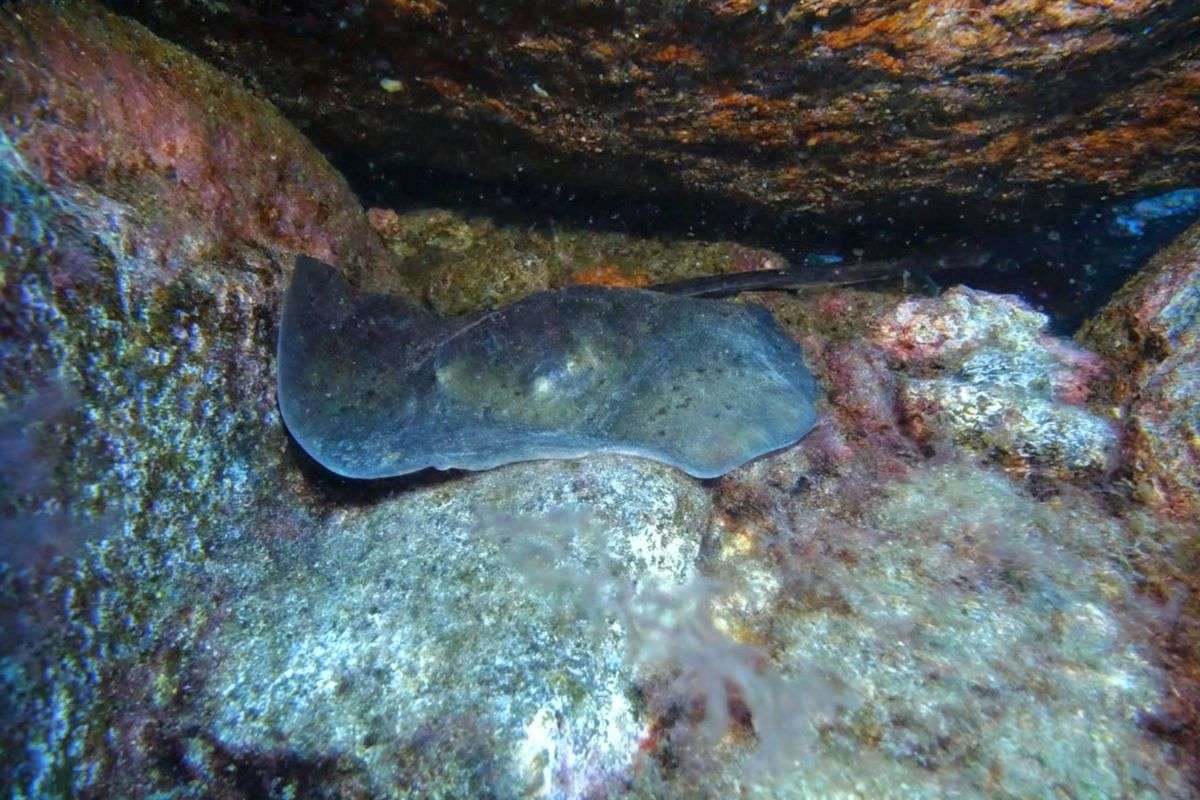 Descubre el Misterioso Pez Chucho: La Maravilla Submarina de las Islas ...