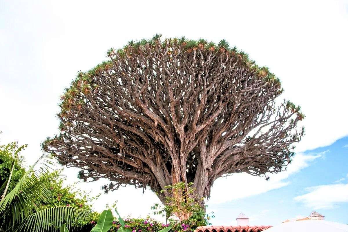 El Mágico Drago Milenario: Un Icono de Tenerife a Descubrir