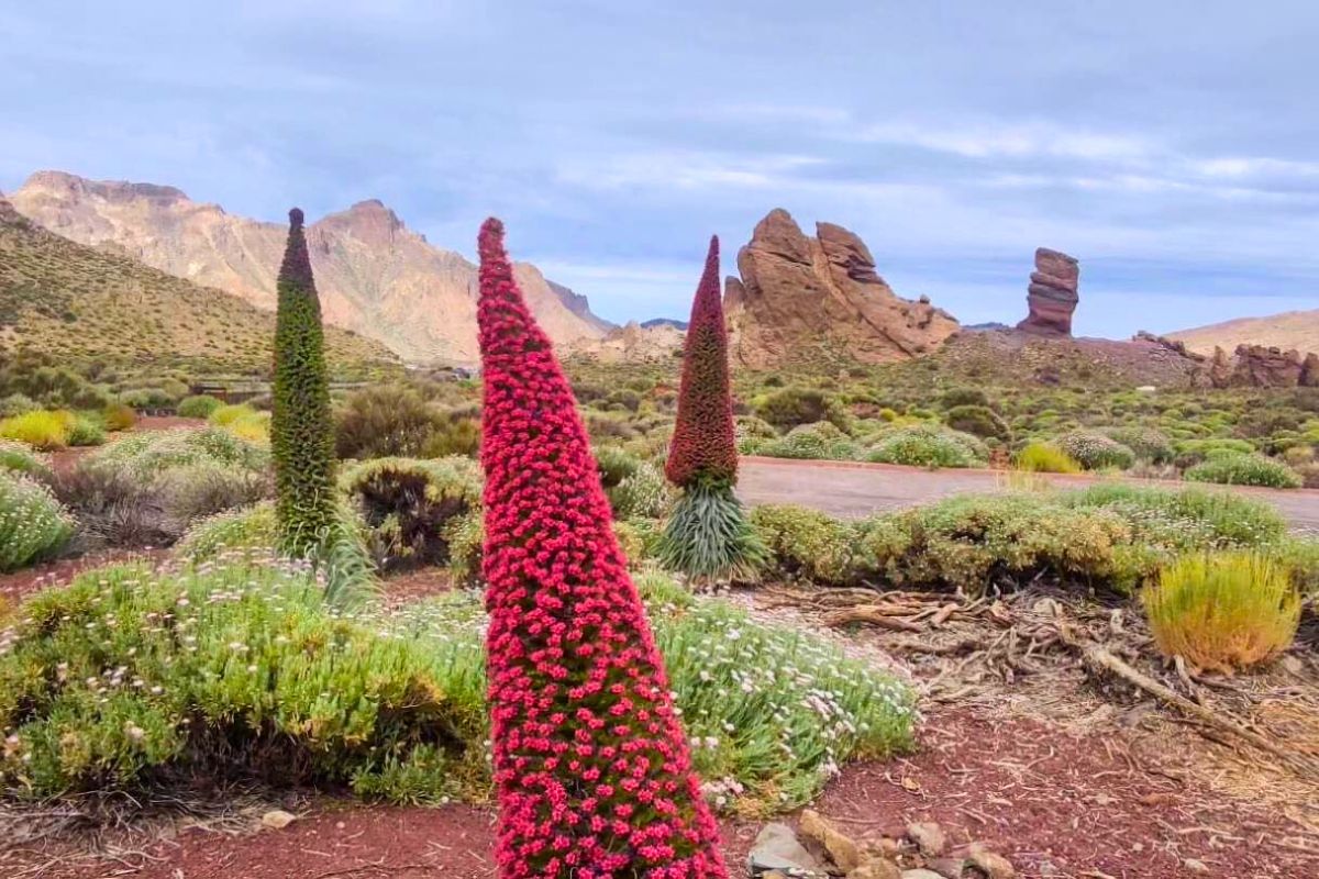 Tajinaste del Teide: PREGUNTAS FRECUENTES