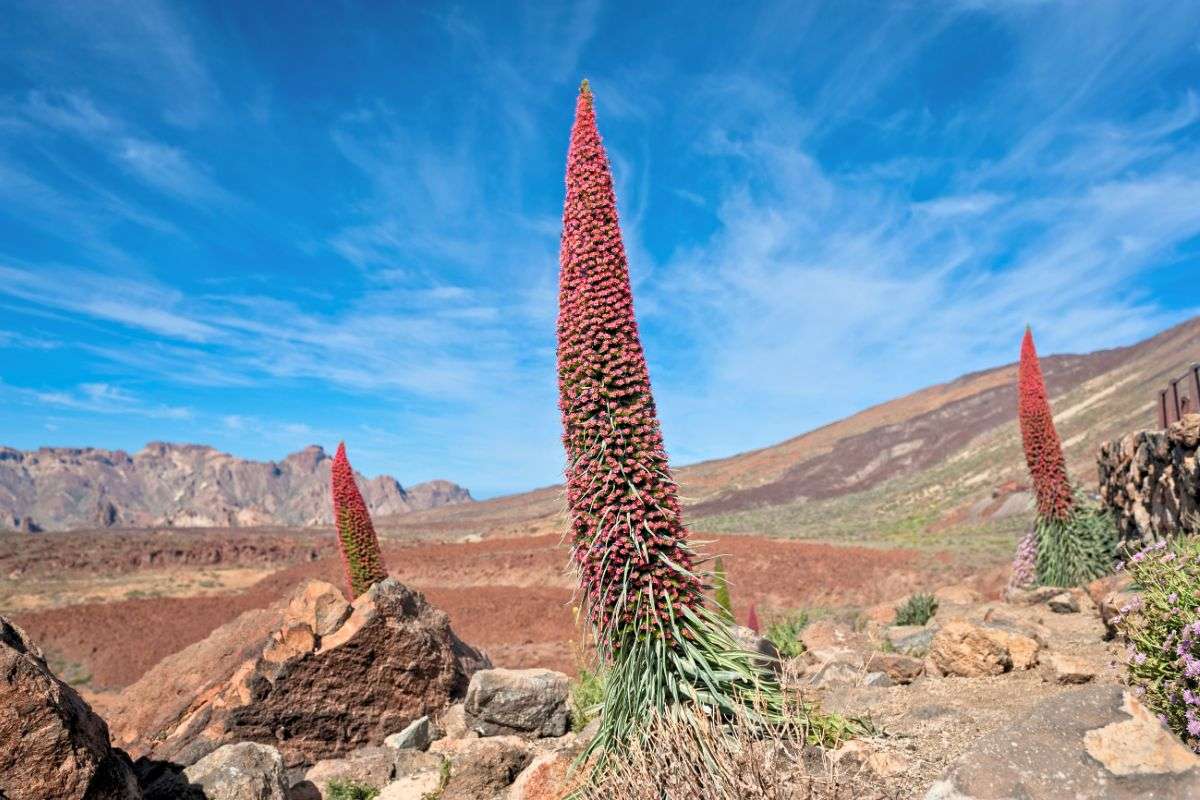 Discover the Majestic Tajinaste Red of Teide: Tenerife's Floral Emblem